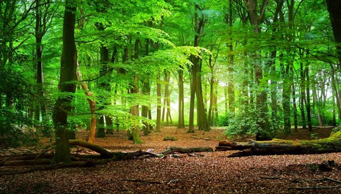 Noticing Nature - UpWellness.com